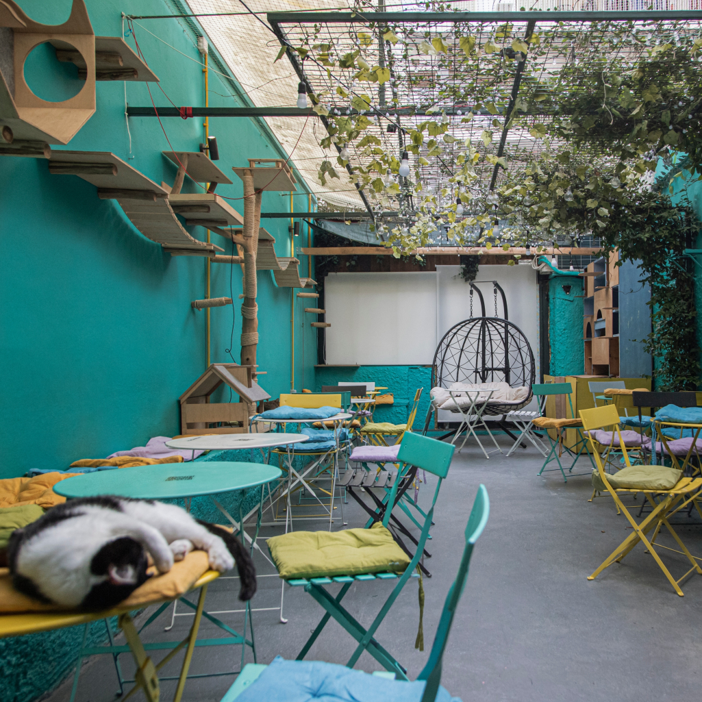 Στο Cat Cafe Athens στο Θησείο, θα πάρεις καφέ, κάτι γλυκό και θα ...