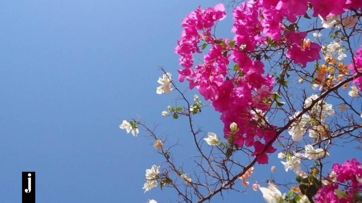 Μπουκαμβίλια: Η αναρριχώμενη βασίλισσα του Ελληνικού καλοκαιριού | Jenny.gr