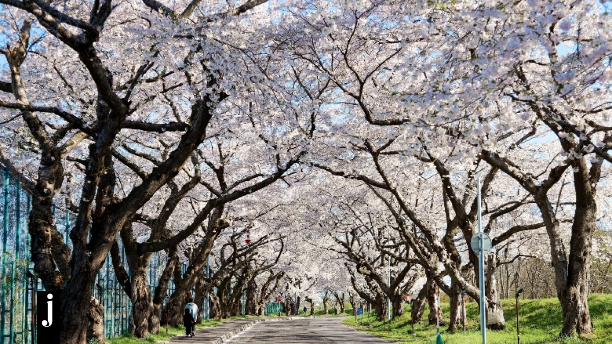 10 πράγματα που πρέπει να ξέρετε πριν ταξιδέψετε στην Ιαπωνία | Jenny.gr