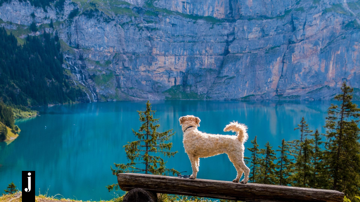 Μάθετε γιατί είναι επικίνδυνη η χημική αντιμετώπιση των εξωπαράσιτων ...