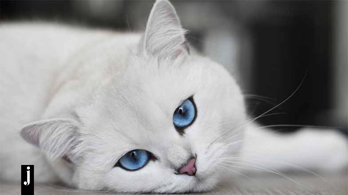 Coby the Cat: Δείτε τον πιο ακριβοπληρωμένο και δημοφιλή γάτο στον ...