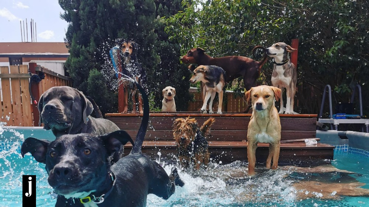 Ultra dogs Parks: Ο...παράδεισος για σκύλους υπάρχει και είναι στην ...